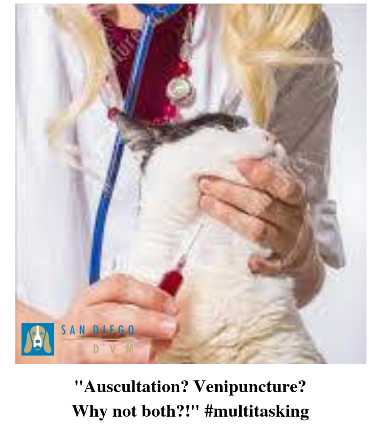 The Worst Veterinary Stock Photos | San Diego DVM