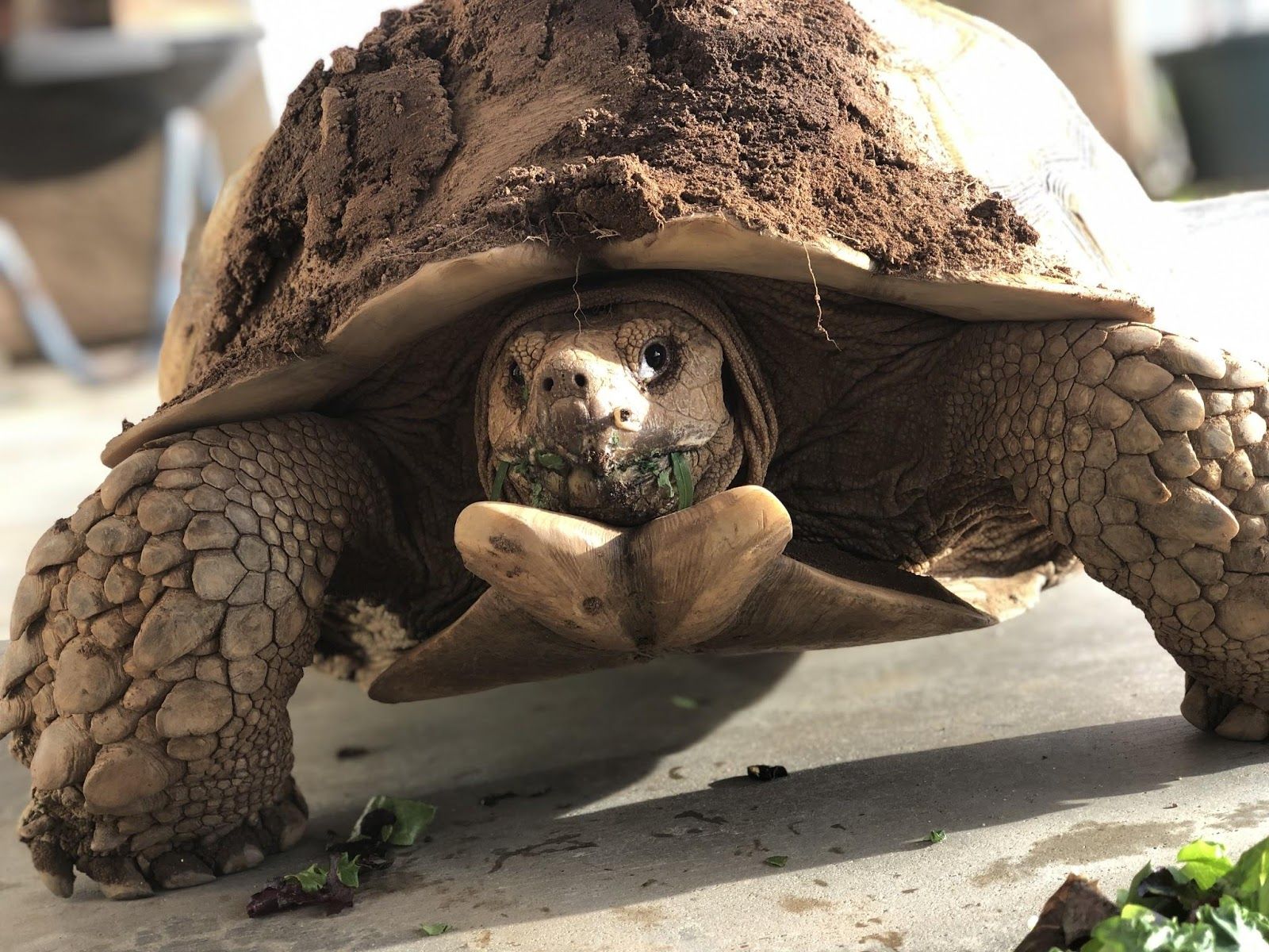 Shell Shock | San Diego DVM